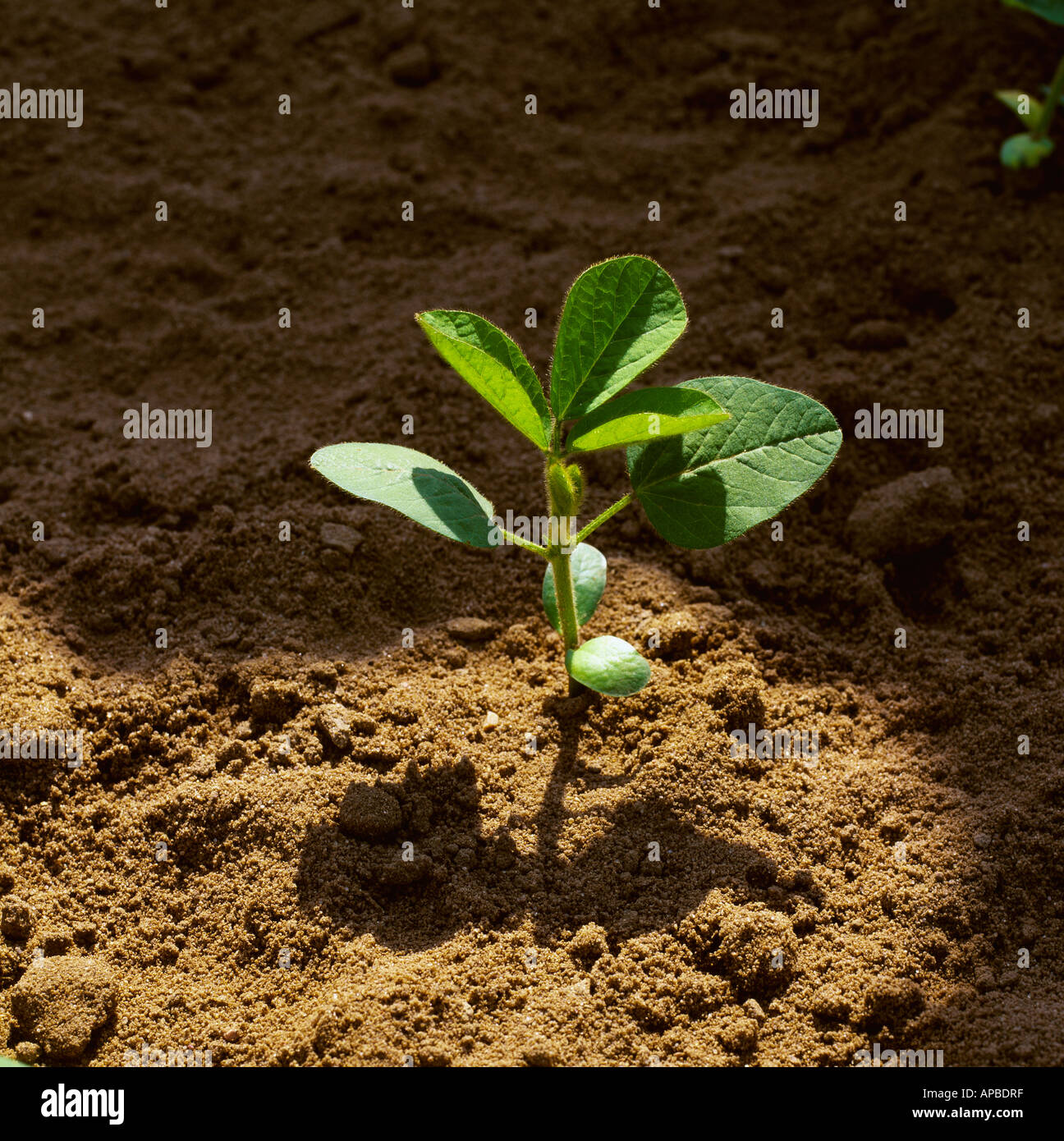 Agriculture Early growth soybean plant growing in soft sandy soil ...