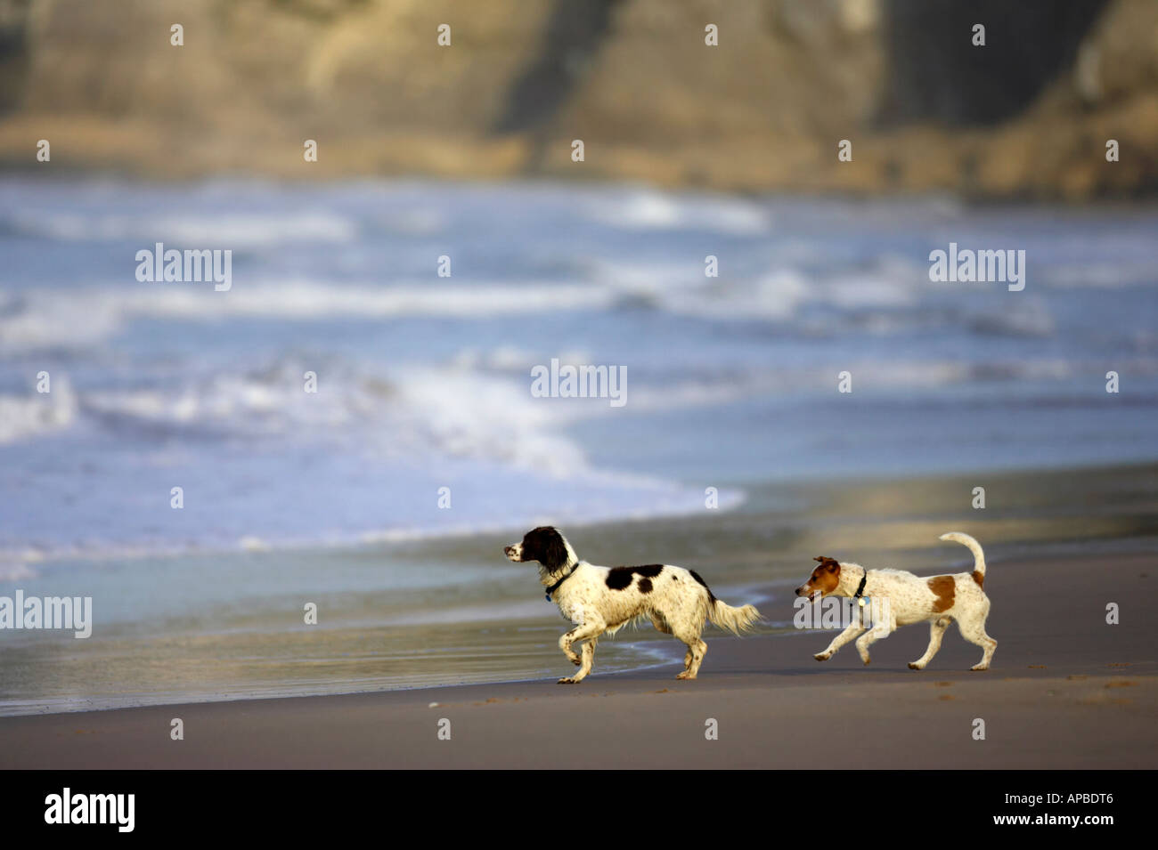 springer spaniel and jack russell dogs playing in water on the beach ...