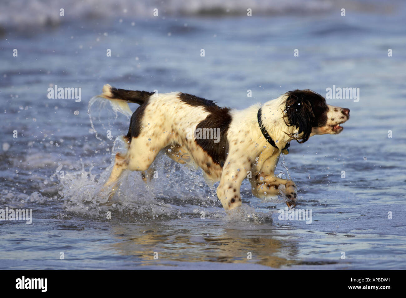Dog running beach hi-res stock photography and images - Alamy