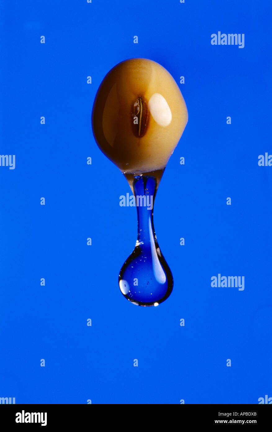 Oil from grain hi-res stock photography and images - Alamy
