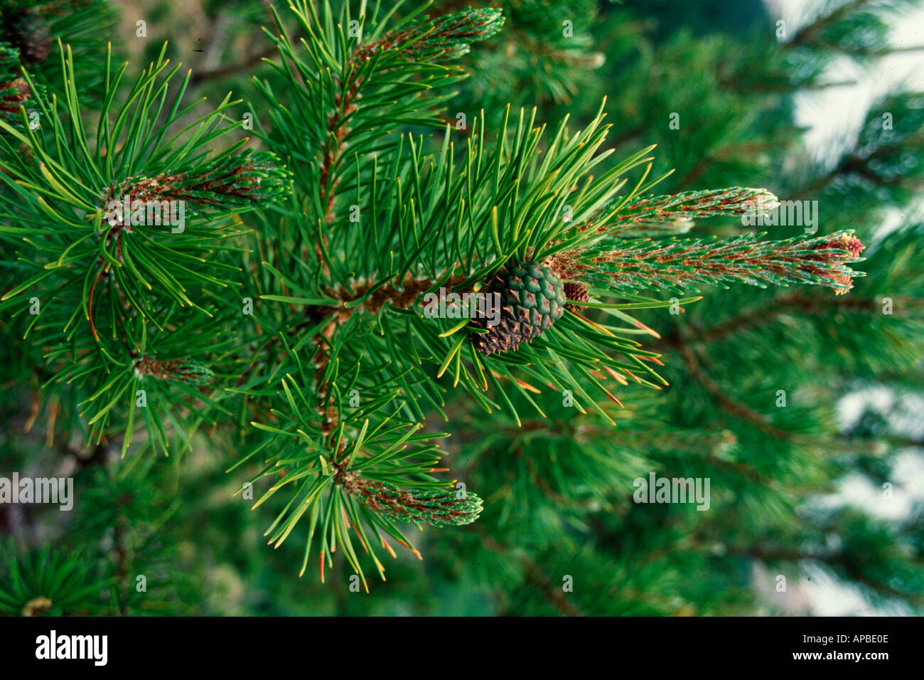 Pine combs hi-res stock photography and images - Alamy