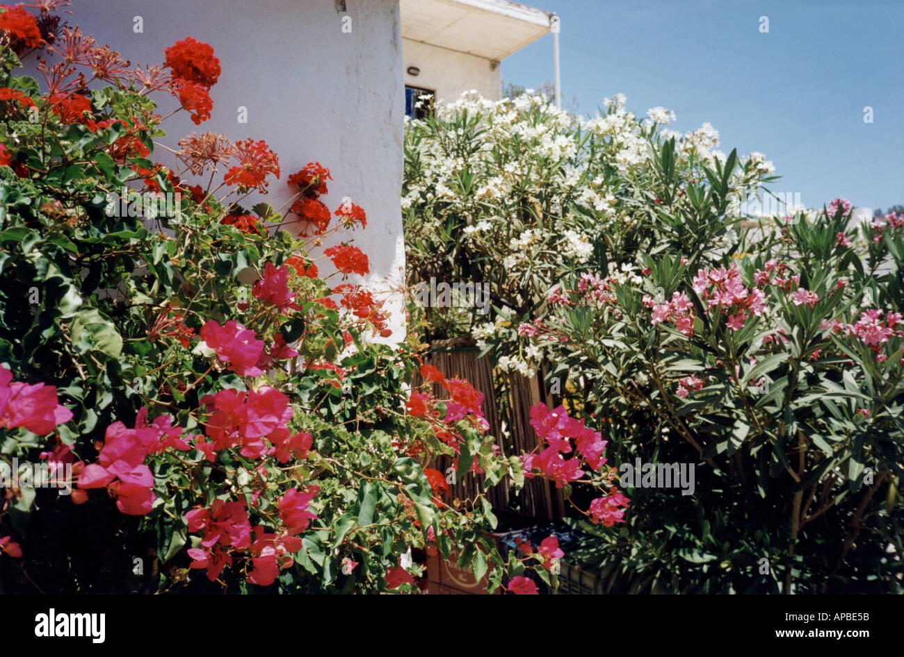 Flower garden in Crete Stock Photo - Alamy