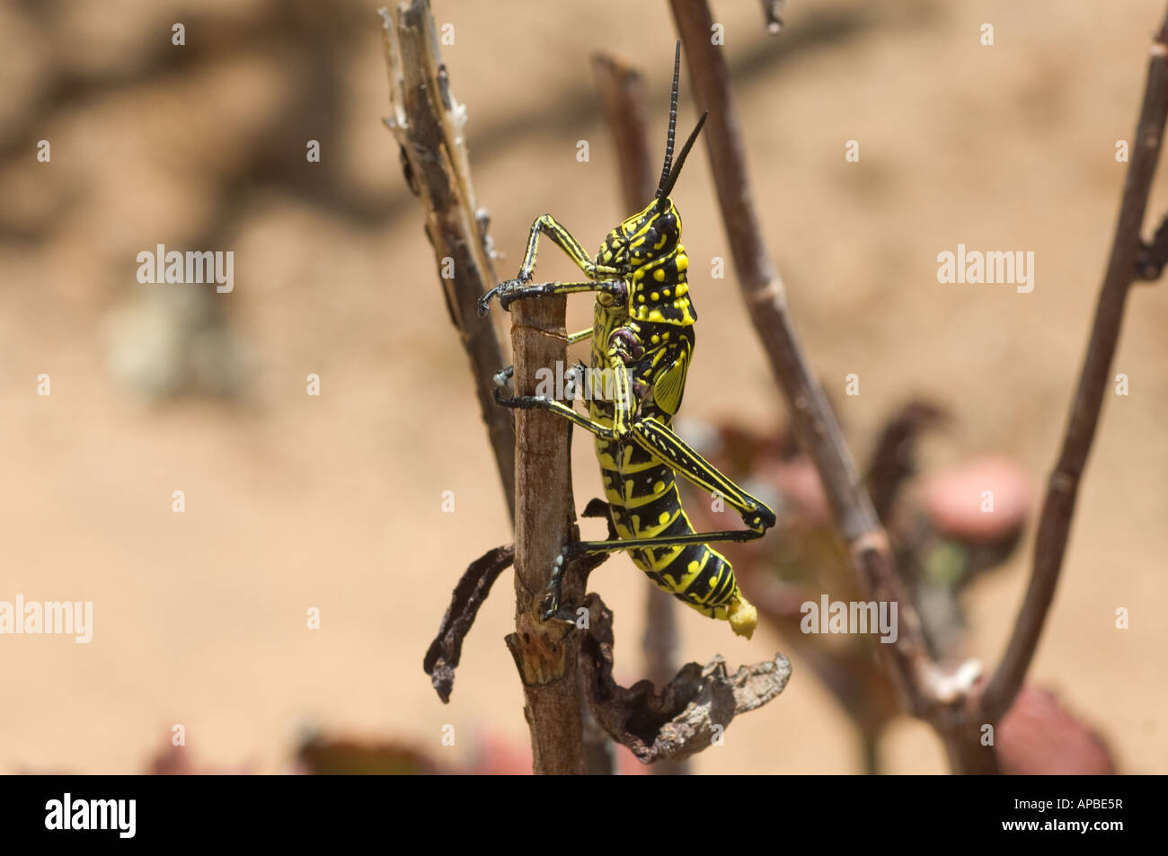 Kenya grasshopper hi-res stock photography and images - Alamy