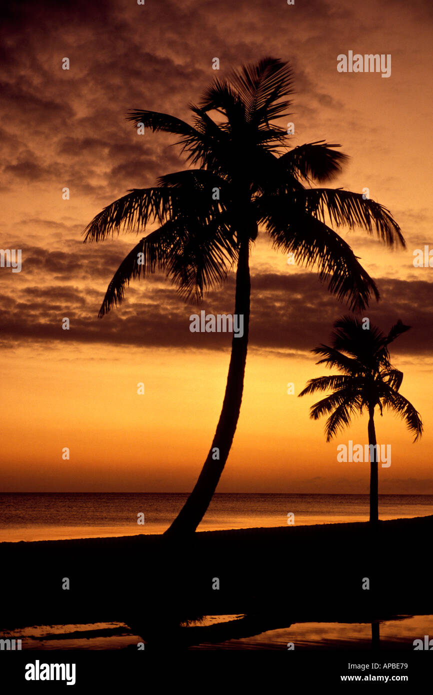 Sunrise and curved coconut palm trees on the beach Key West Florida ...