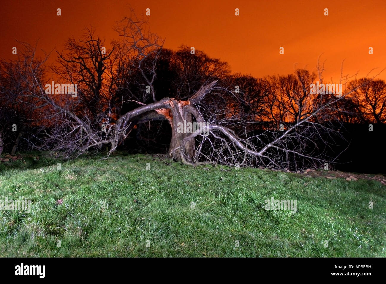 Damaged Tree at Night Stock Photo - Alamy