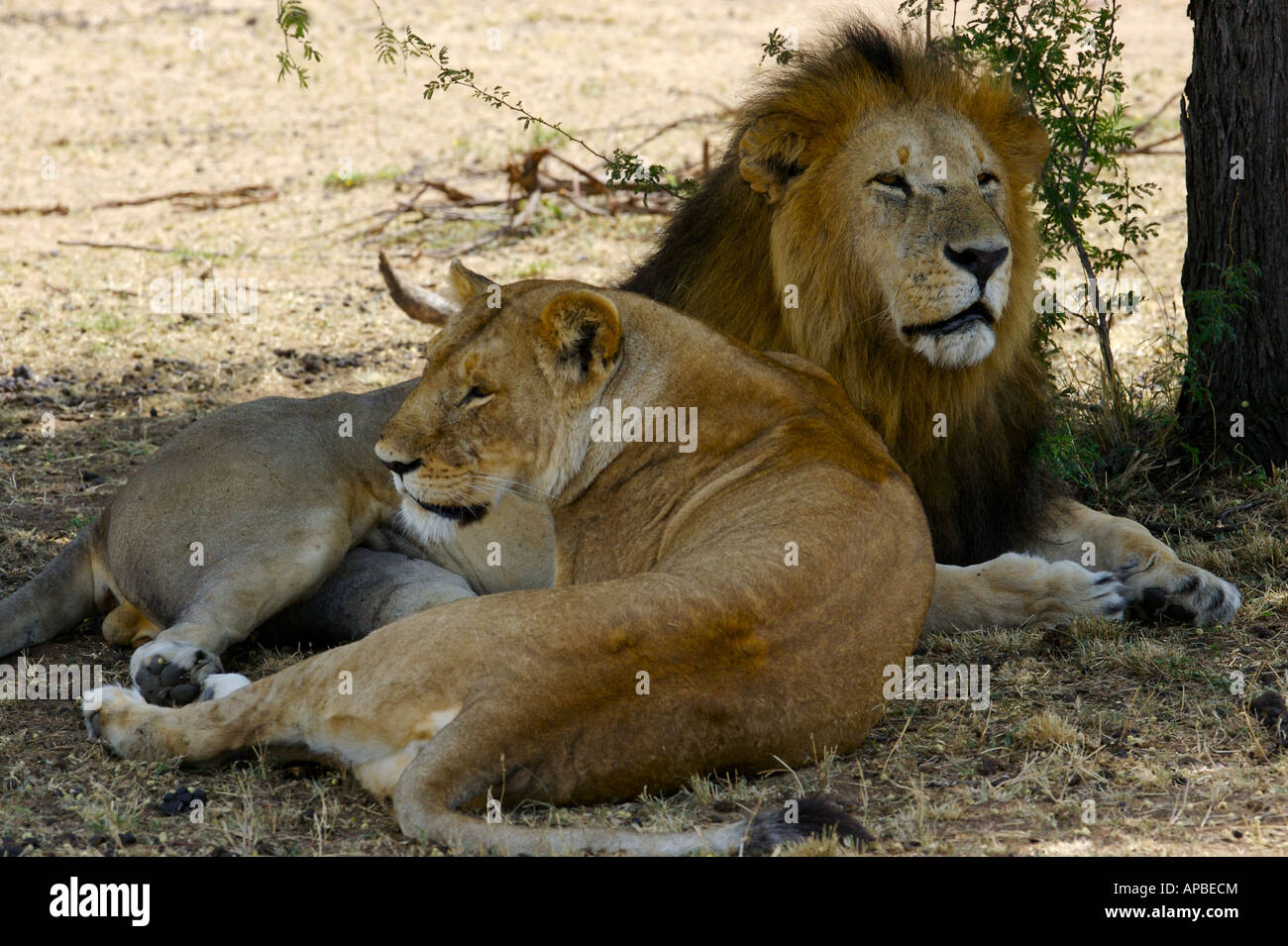 African Mating Lions Stock Photo - Alamy