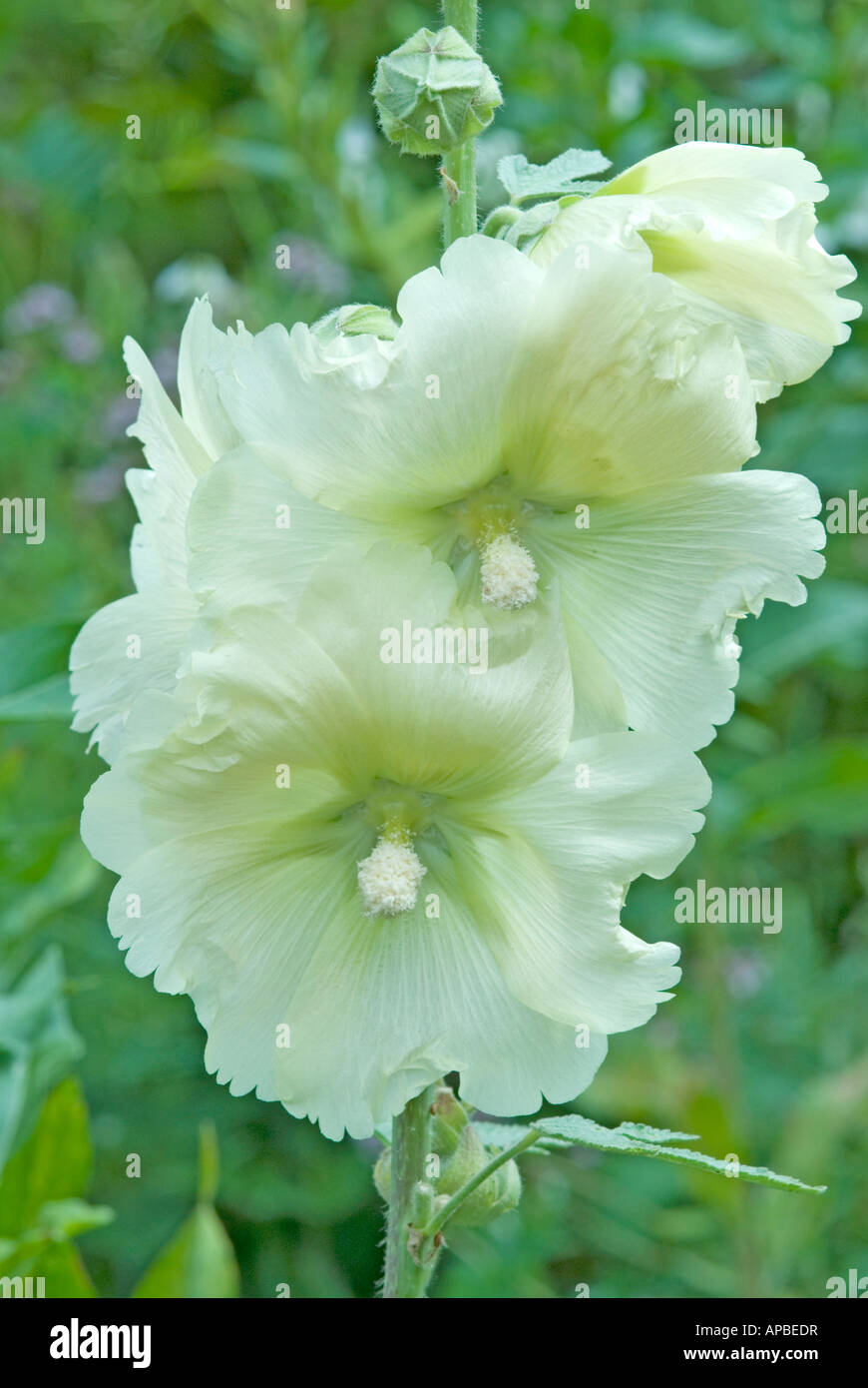 Hollyhock (Alcea rosea, Althaea rosea), white flowers Stock Photo - Alamy