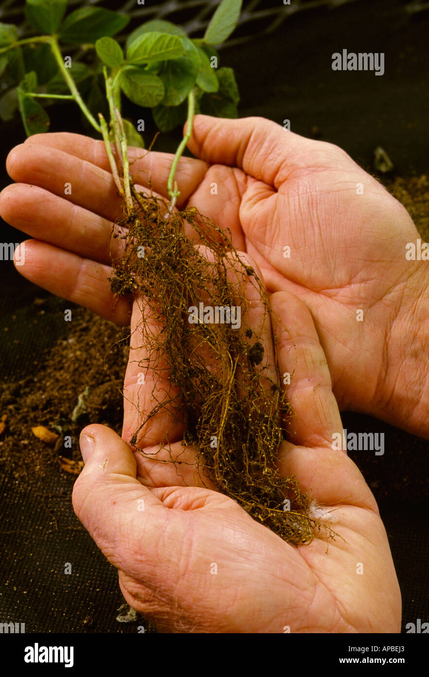 Soybean plant roots hi-res stock photography and images - Alamy