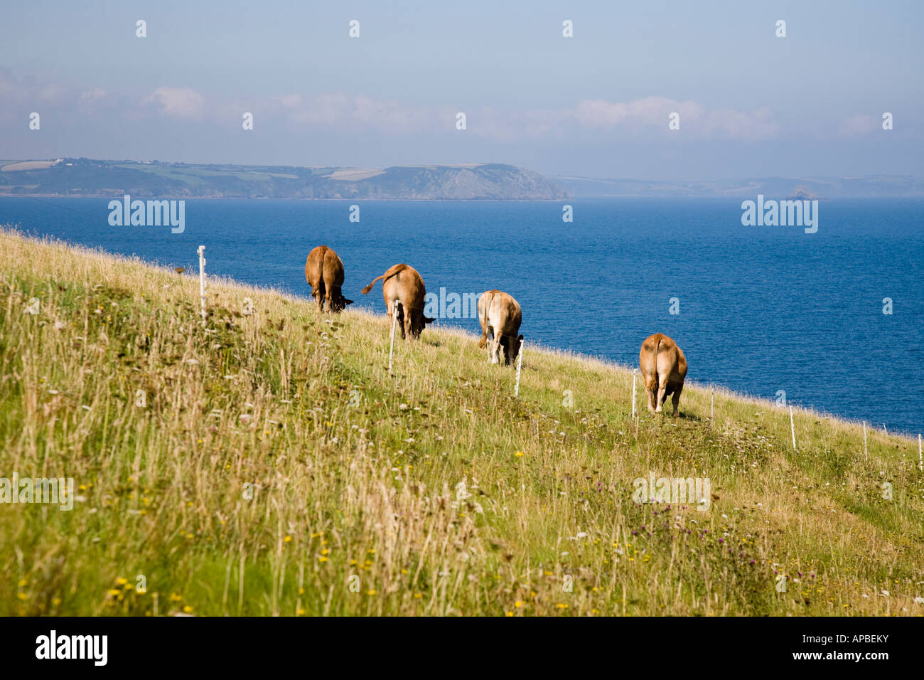 Line of cows hi-res stock photography and images - Alamy