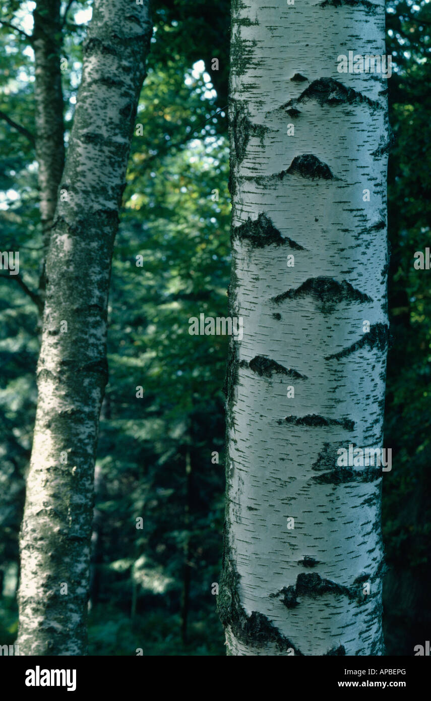 Silver tree plant hi-res stock photography and images - Alamy