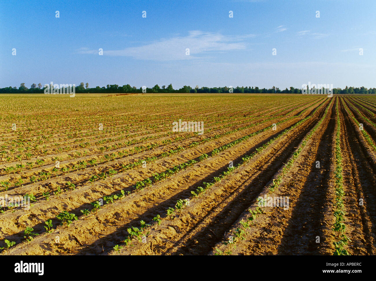 Agriculture - Field of early growth cotton in a reduced tillage field ...