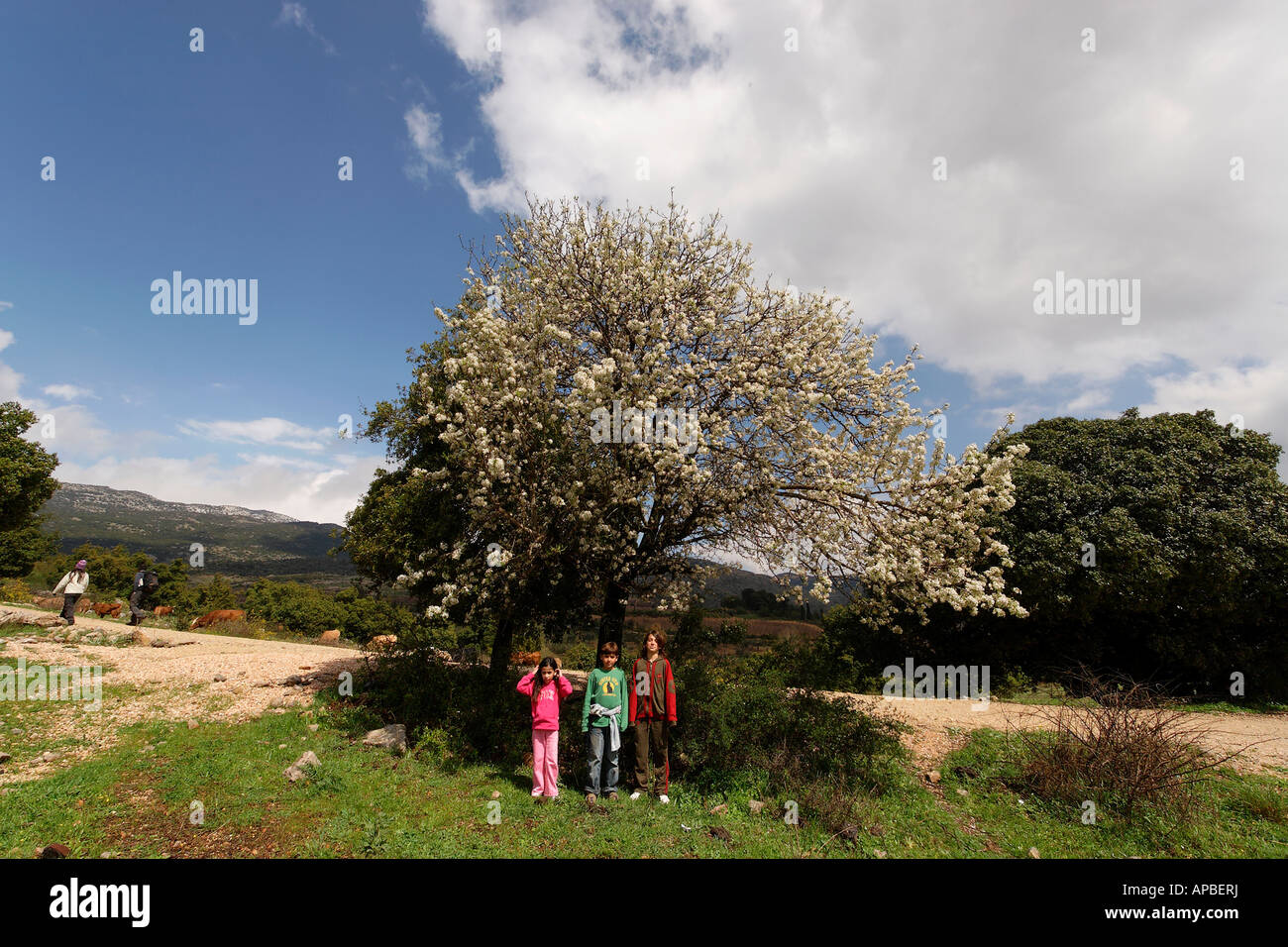 The Golan Heights Syrian Pear Pyrus Syriaca in Nabi Hazuri Stock Photo ...