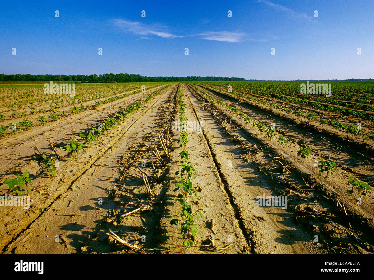 Tilled cotton field hi-res stock photography and images - Alamy