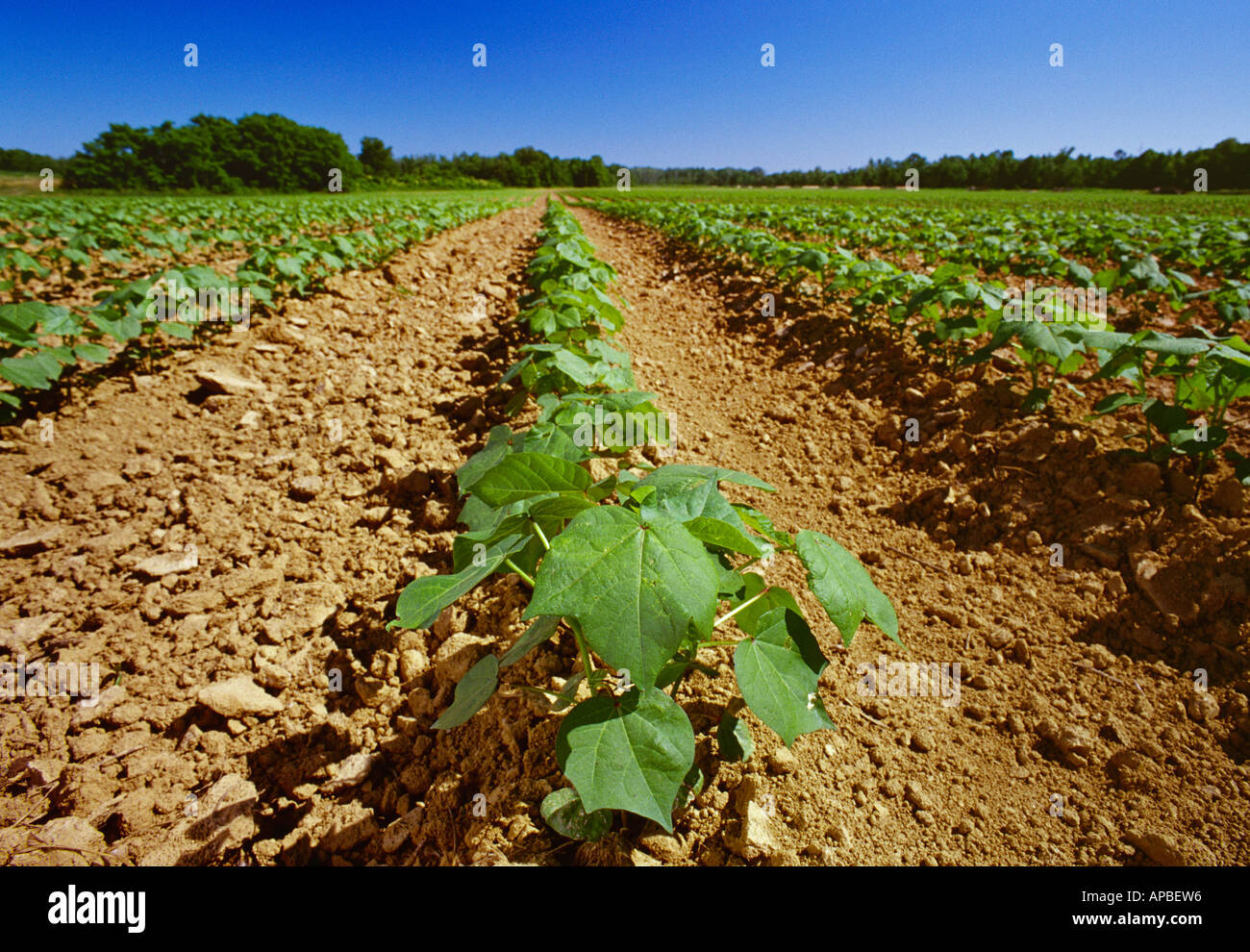 Field early growth cotton plants hi-res stock photography and images ...