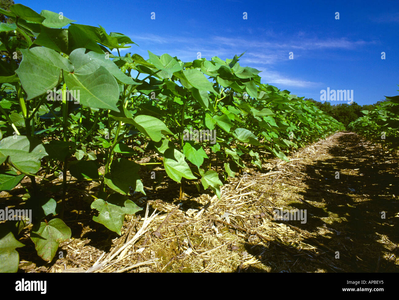 View between rows of mid growth no-till pre bloom stage cotton plants ...