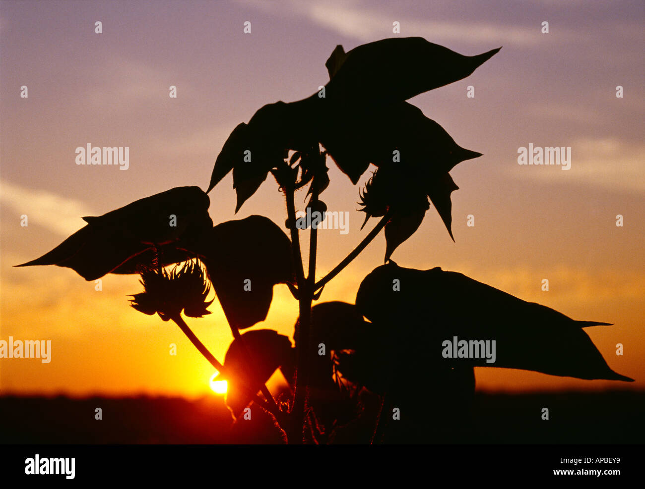 Agriculture - Silhouette of mid growth cotton plant foliage at the ...