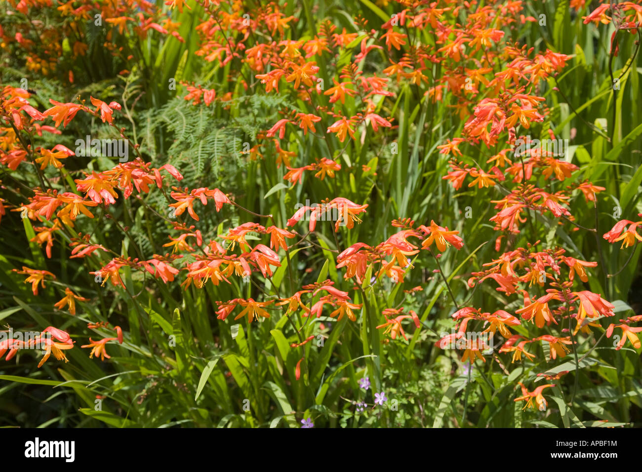 Wild Montbretia on the Cornish Coastal Path Stock Photo - Alamy