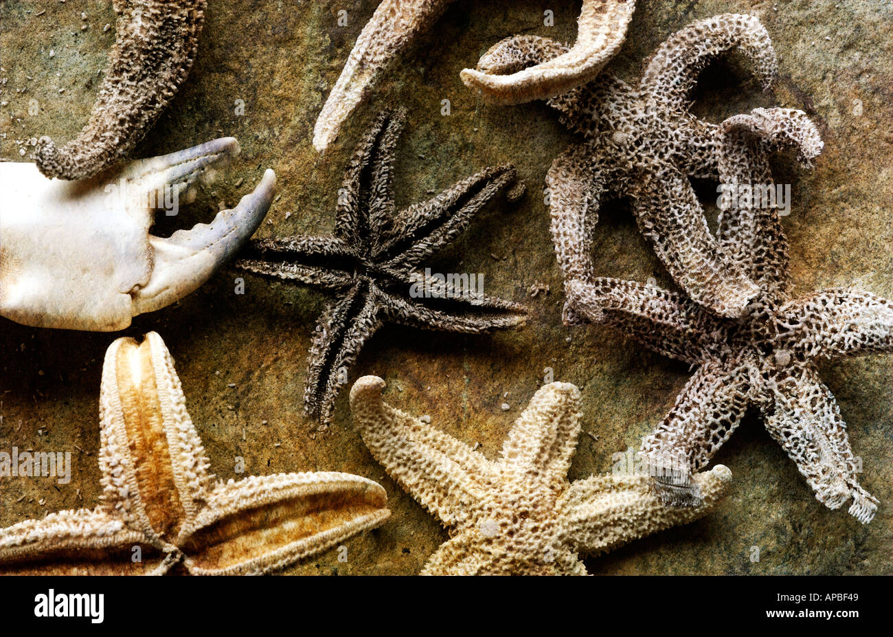Artificial starfish hi-res stock photography and images - Alamy