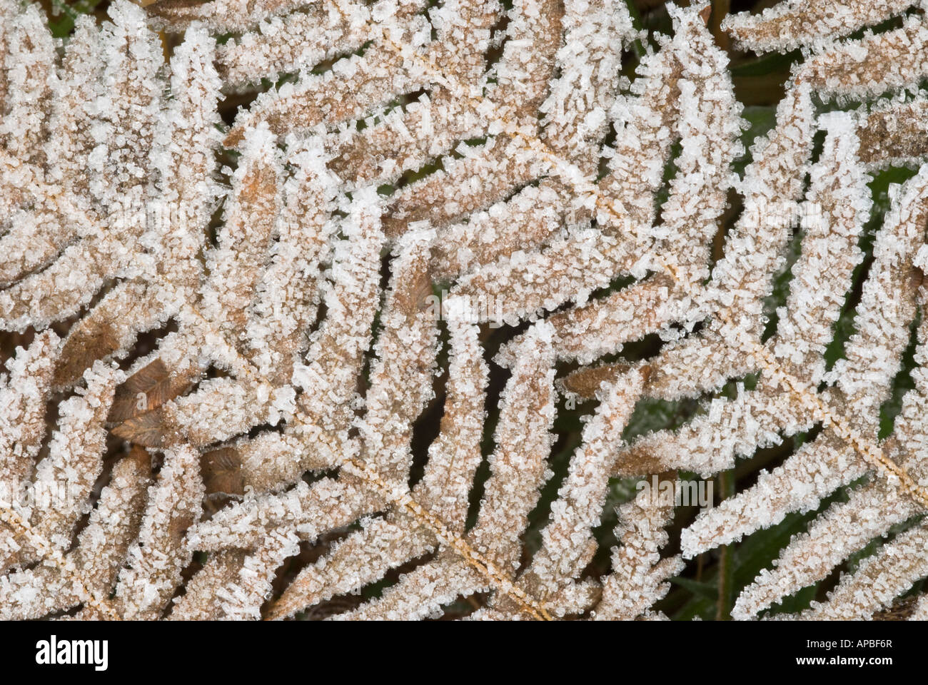 Fern ice pattern hi-res stock photography and images - Alamy