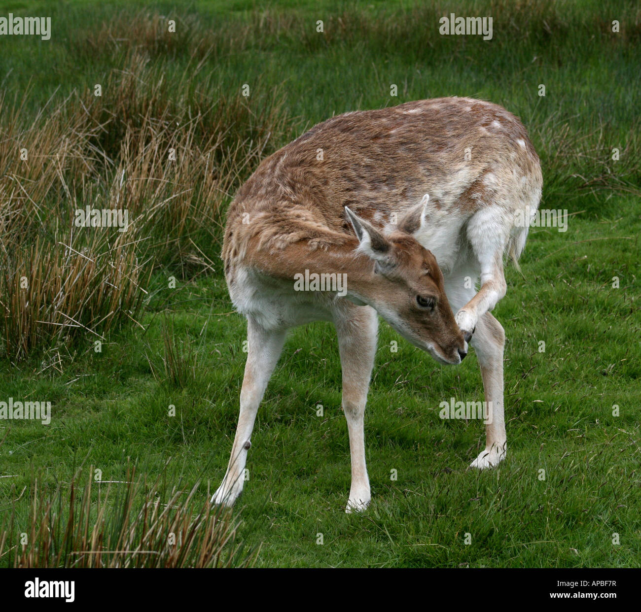 Close up red deer hind hi-res stock photography and images - Alamy