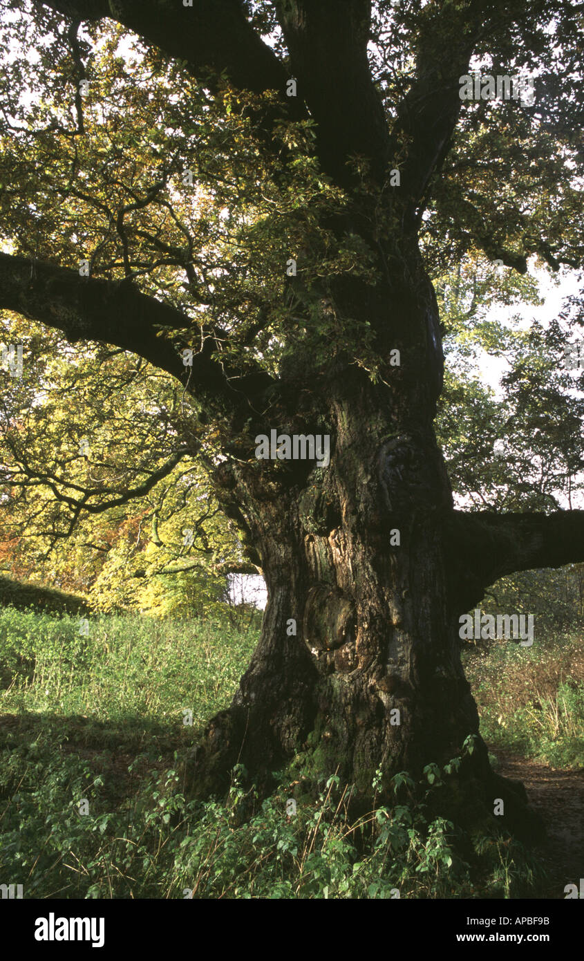 Birnam wood hi-res stock photography and images - Alamy