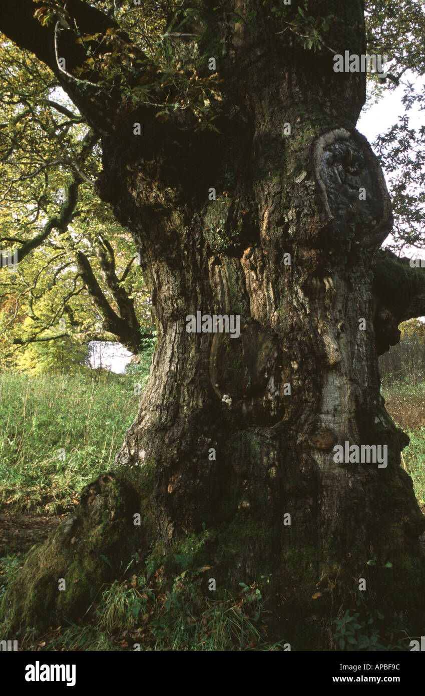 The trunk of the Birnham Oak, Birnam, Perthshire, Scotland, UK Stock Photo - Alamy
