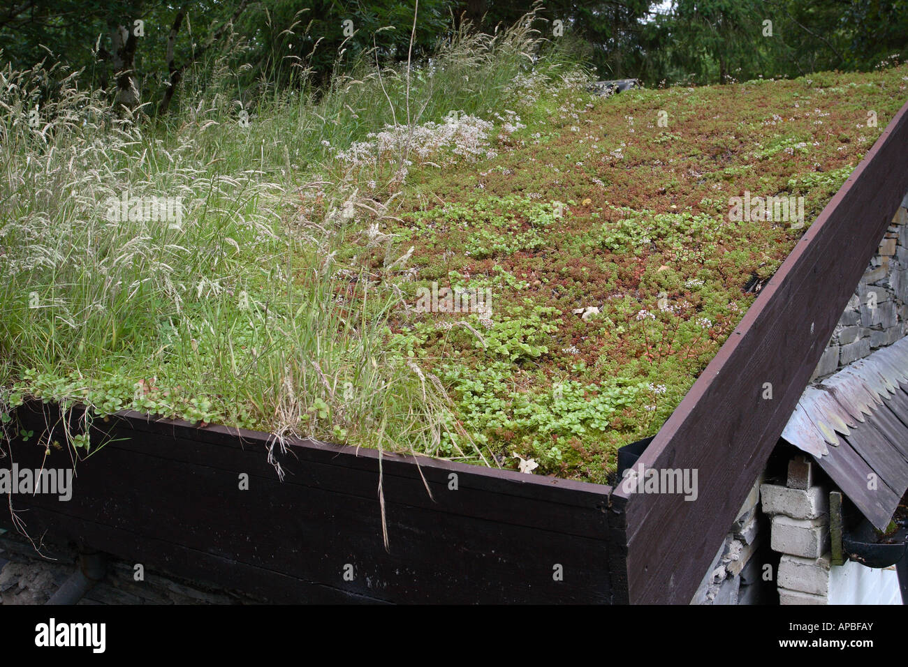 HOUSE ROOF COVERED WITH GROWING GRASSES AND SUCULENT PLANTS Stock Photo ...