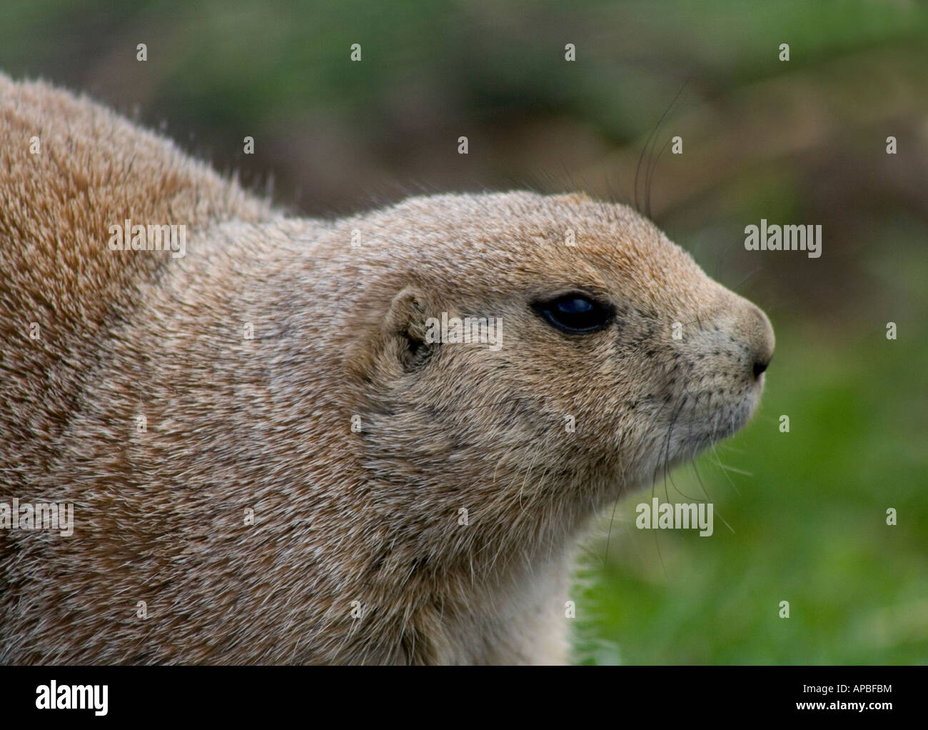 A black tailed prairie dog or marmots (cynomis ludovicianus) at ...