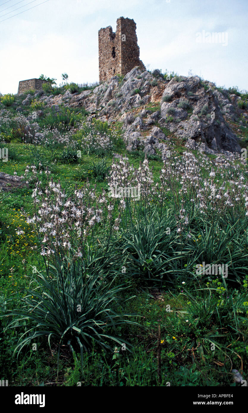 Ruined tower and lily like wild flowers Stock Photo - Alamy