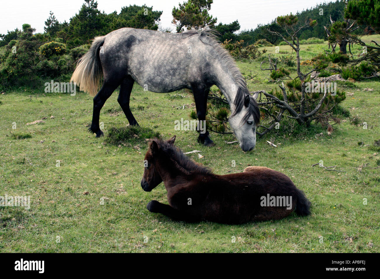 Horse foal tourism travel galicia hi-res stock photography and images ...