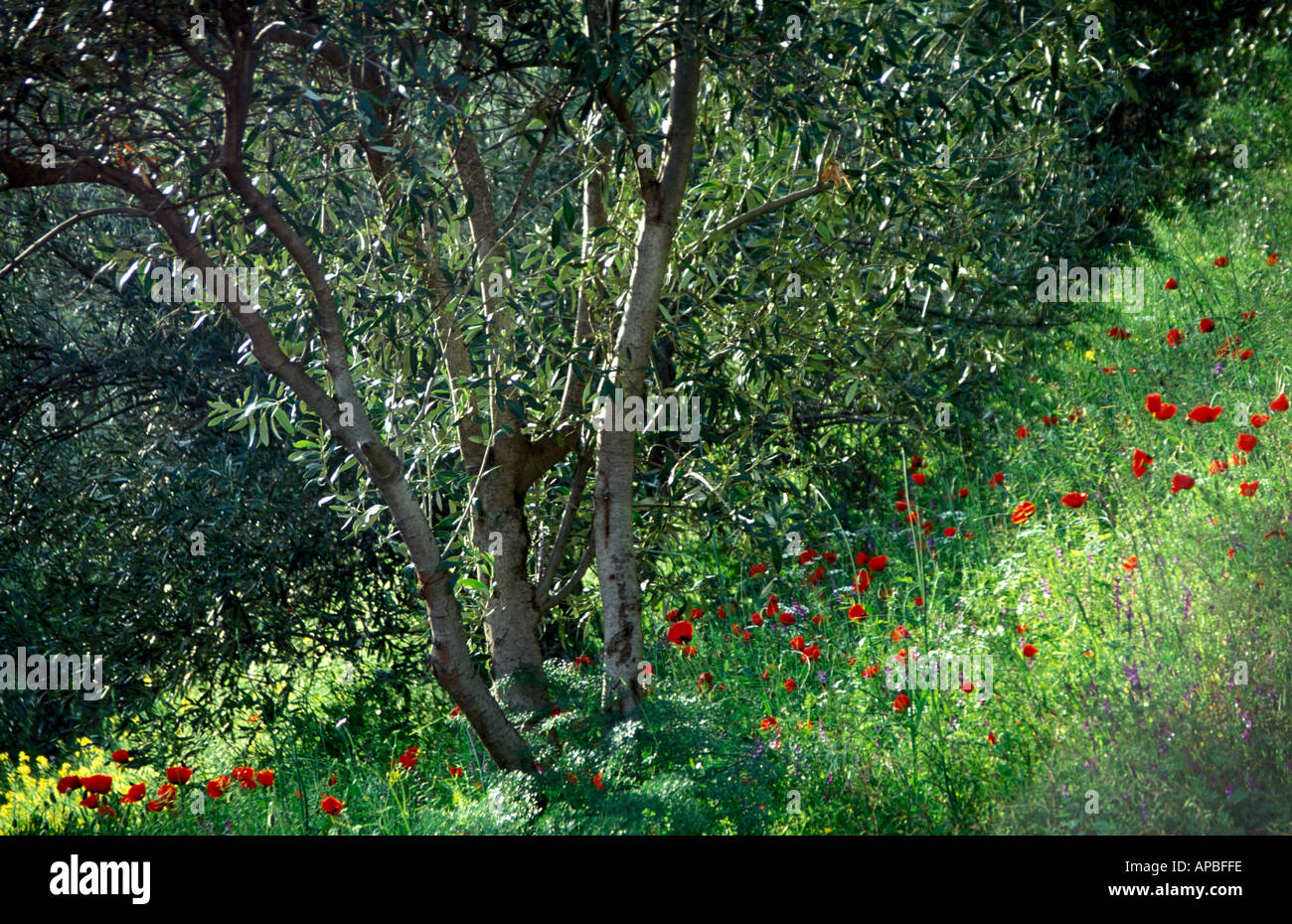 Greek wild flowers olive tree hi-res stock photography and images - Alamy