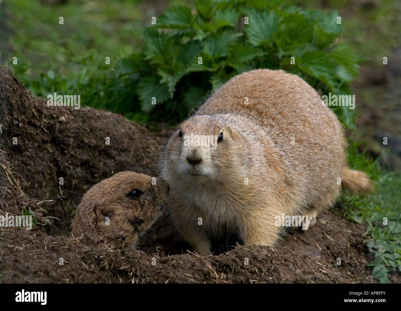 Black tailed prairie dog home hi-res stock photography and images - Alamy