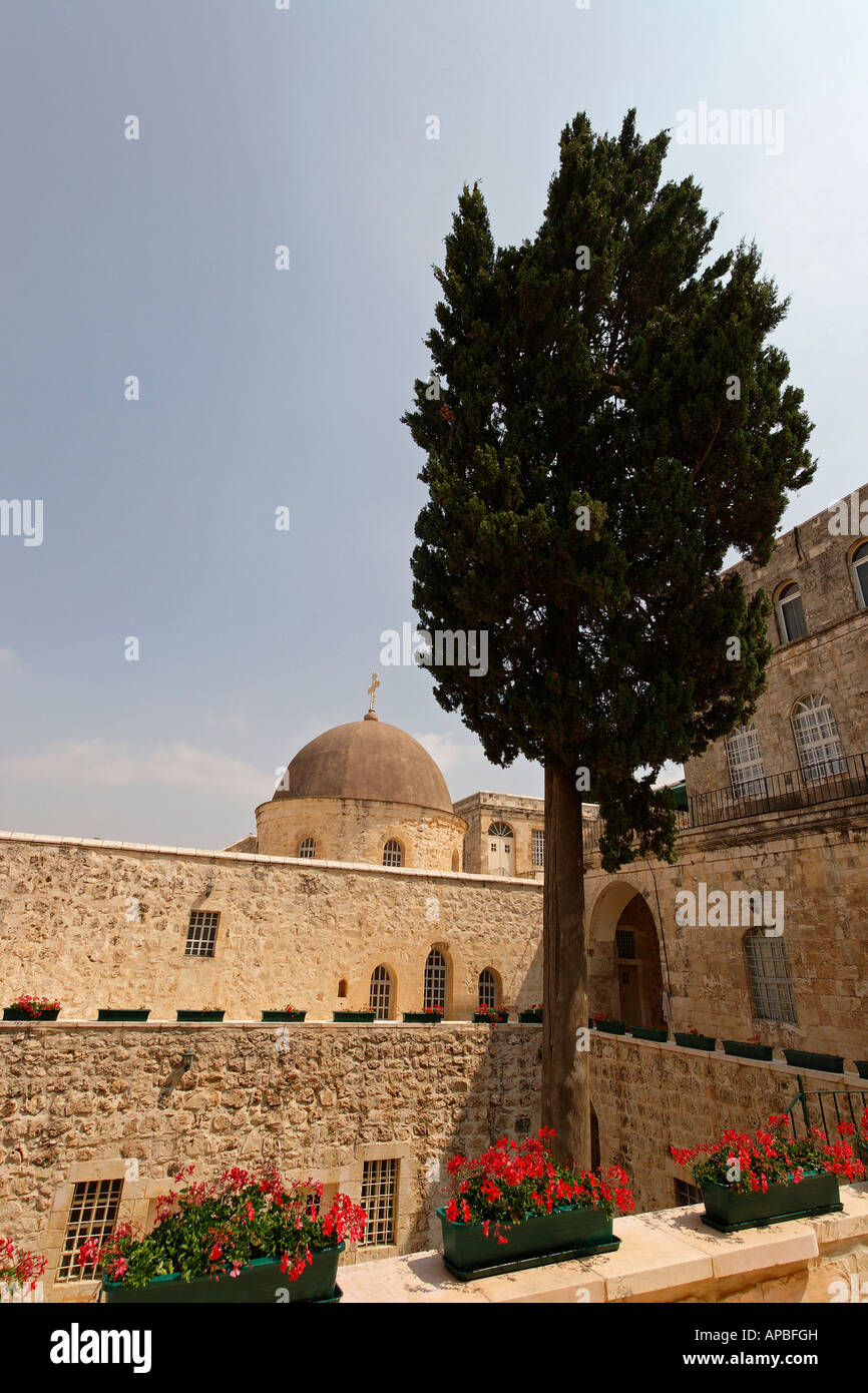 Israel Jerusalem Cypress tree in the Monastery of the Cross Stock Photo ...
