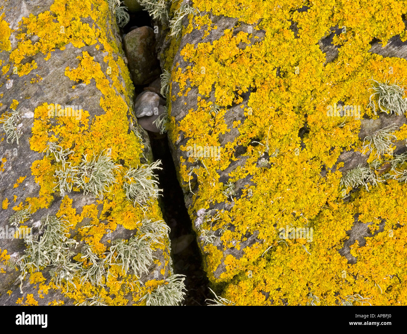 Yellow lichen rocks hi-res stock photography and images - Alamy