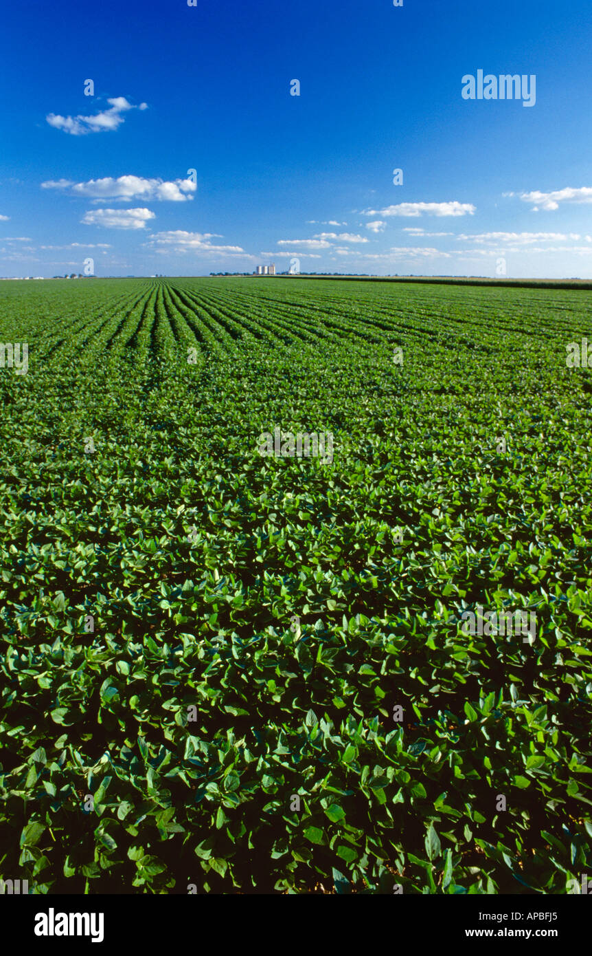Field of healthy mid growth soybeans with farmsteads & grain elevators ...