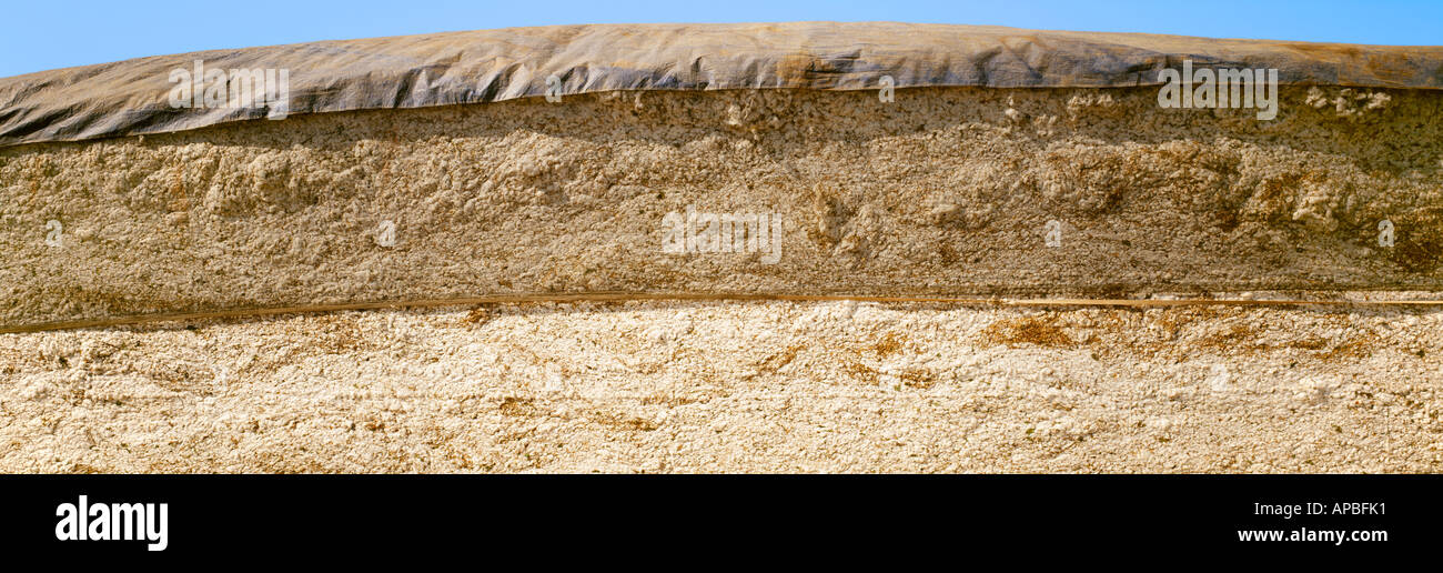 Agriculture - Side view of harvested cotton in a covered cotton module ...