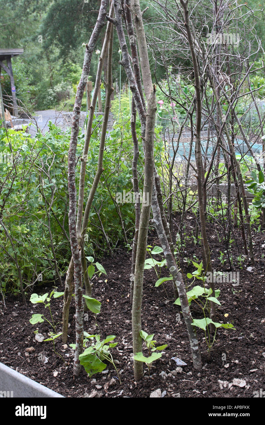 HEDGEROW HAZEL POLES USED TO SUPPORT RUNNER BEANS Stock Photo - Alamy