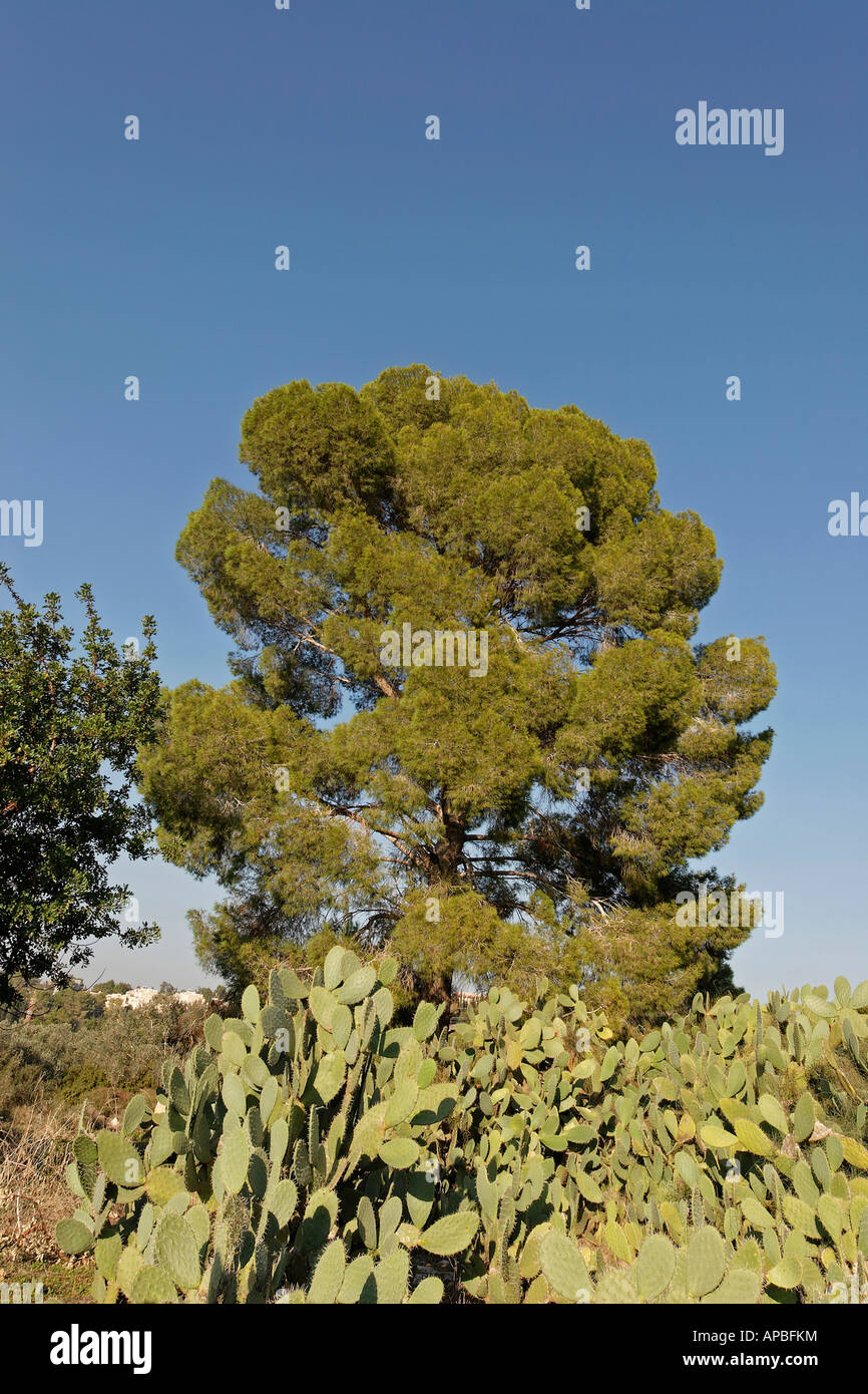 Israel Jezreel Valley Aleppo Pine tree in Sarid Stock Photo - Alamy