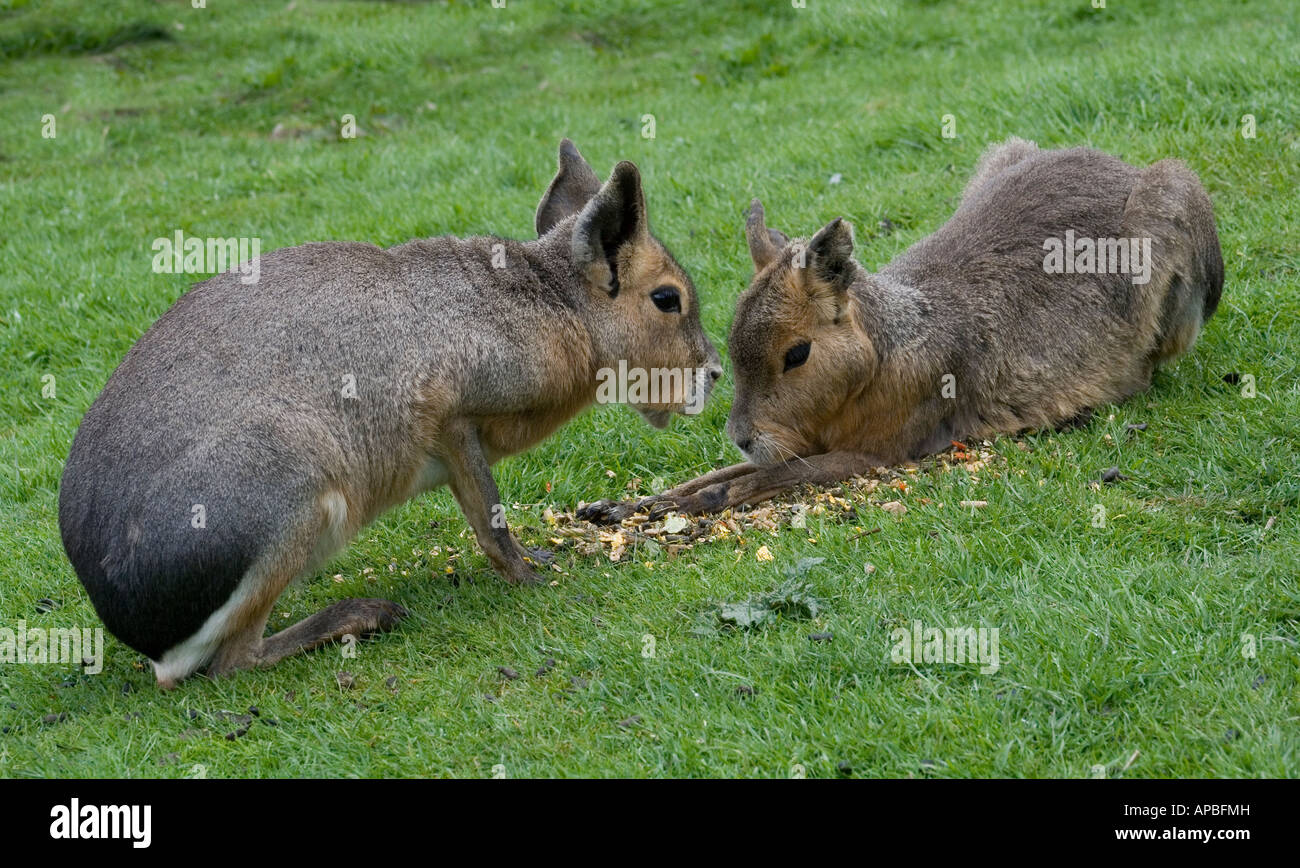 Mara or Patagonian Cavy (Dolichotis Patagonum) - third largest rodent ...