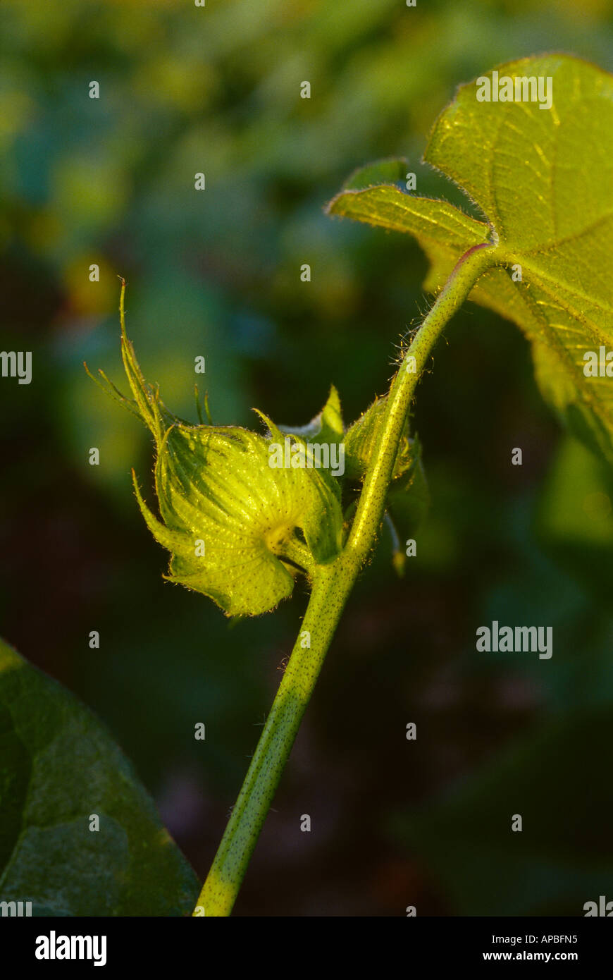 Field early growth cotton plants hi-res stock photography and images ...