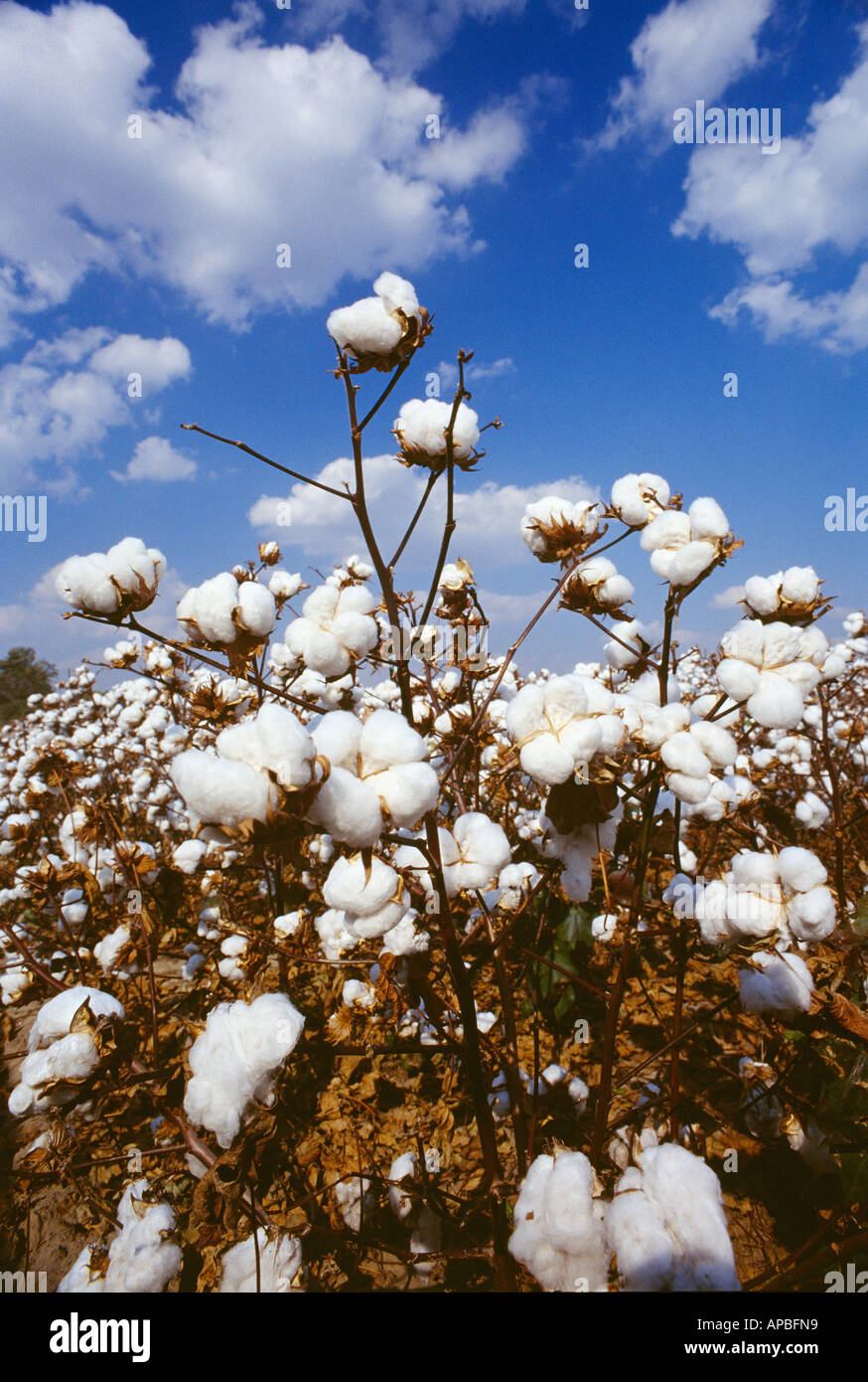 Opening cotton boll hi-res stock photography and images - Alamy