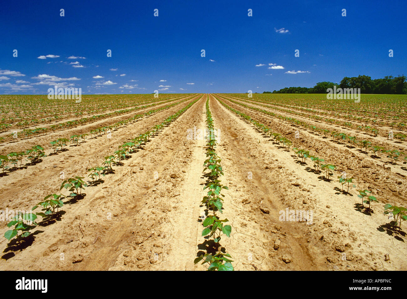 Field early growth cotton plants hi-res stock photography and images ...