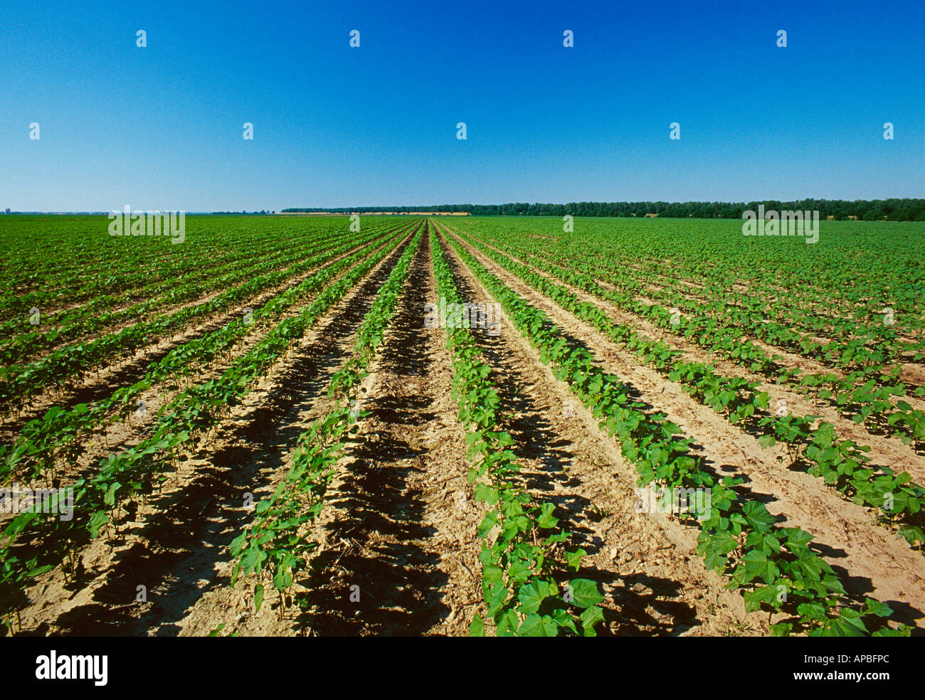Large field of early growth conventional tillage cotton at the 7-8 leaf ...