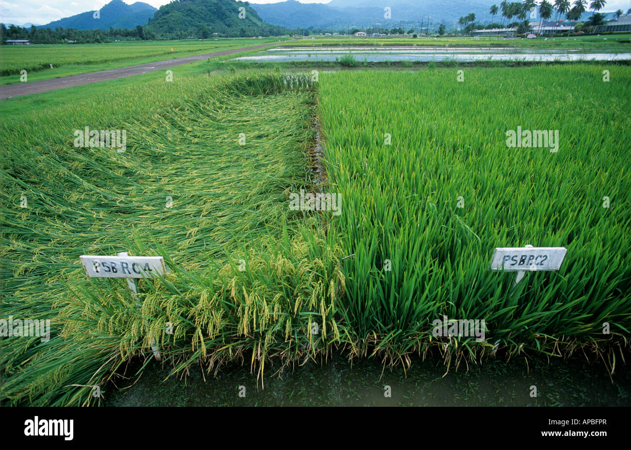 Irri rice hi-res stock photography and images - Alamy