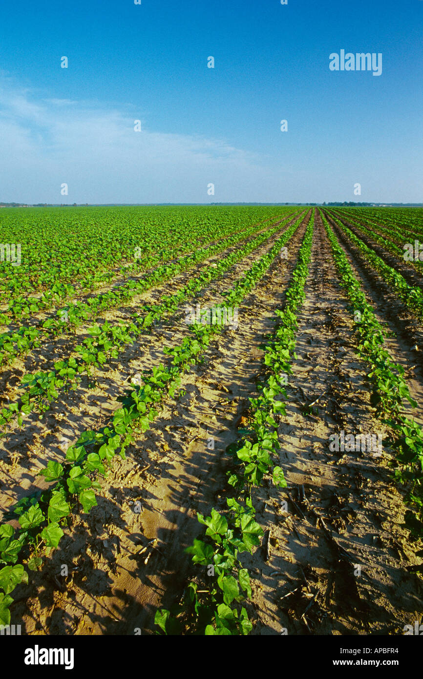Large field of early growth conventional tillage cotton at the 7-8 leaf ...