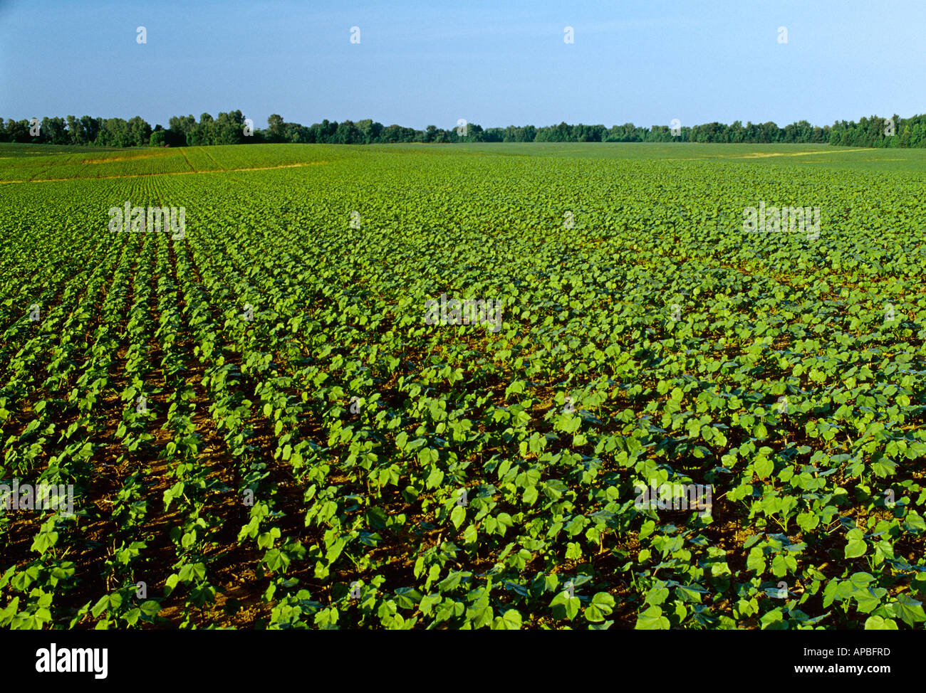 Large field of early growth ultra narrow row cotton planted with a ...