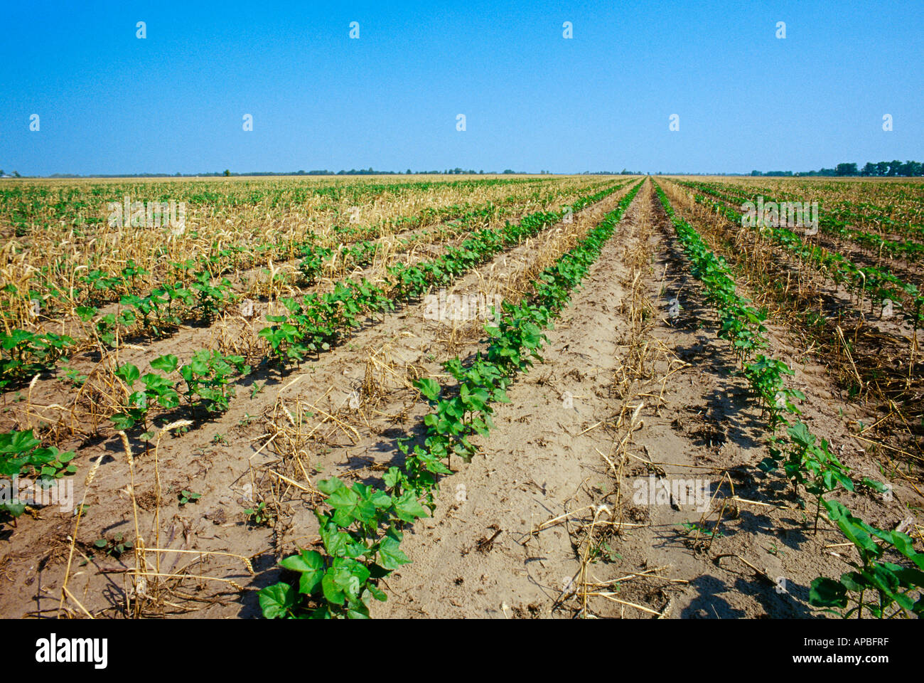 Field of early growth no-till cotton in a killed wheat cover crop ...