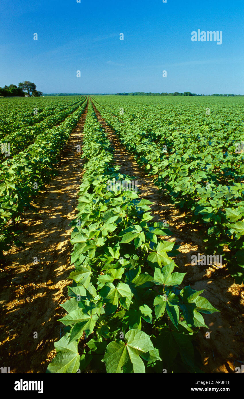 Low till farming hi-res stock photography and images - Alamy