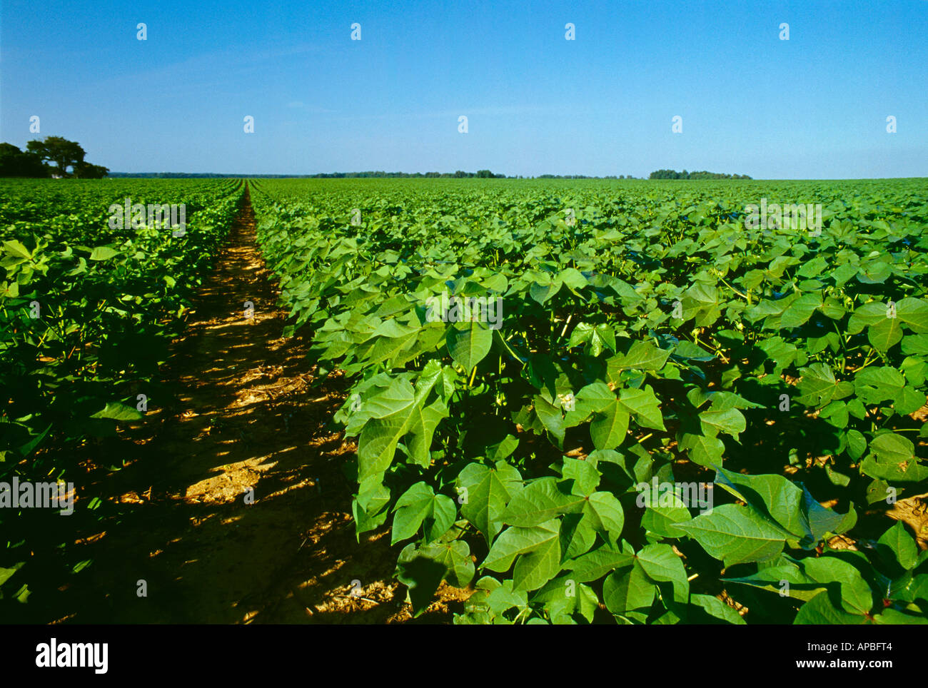 Low till farming hi-res stock photography and images - Alamy