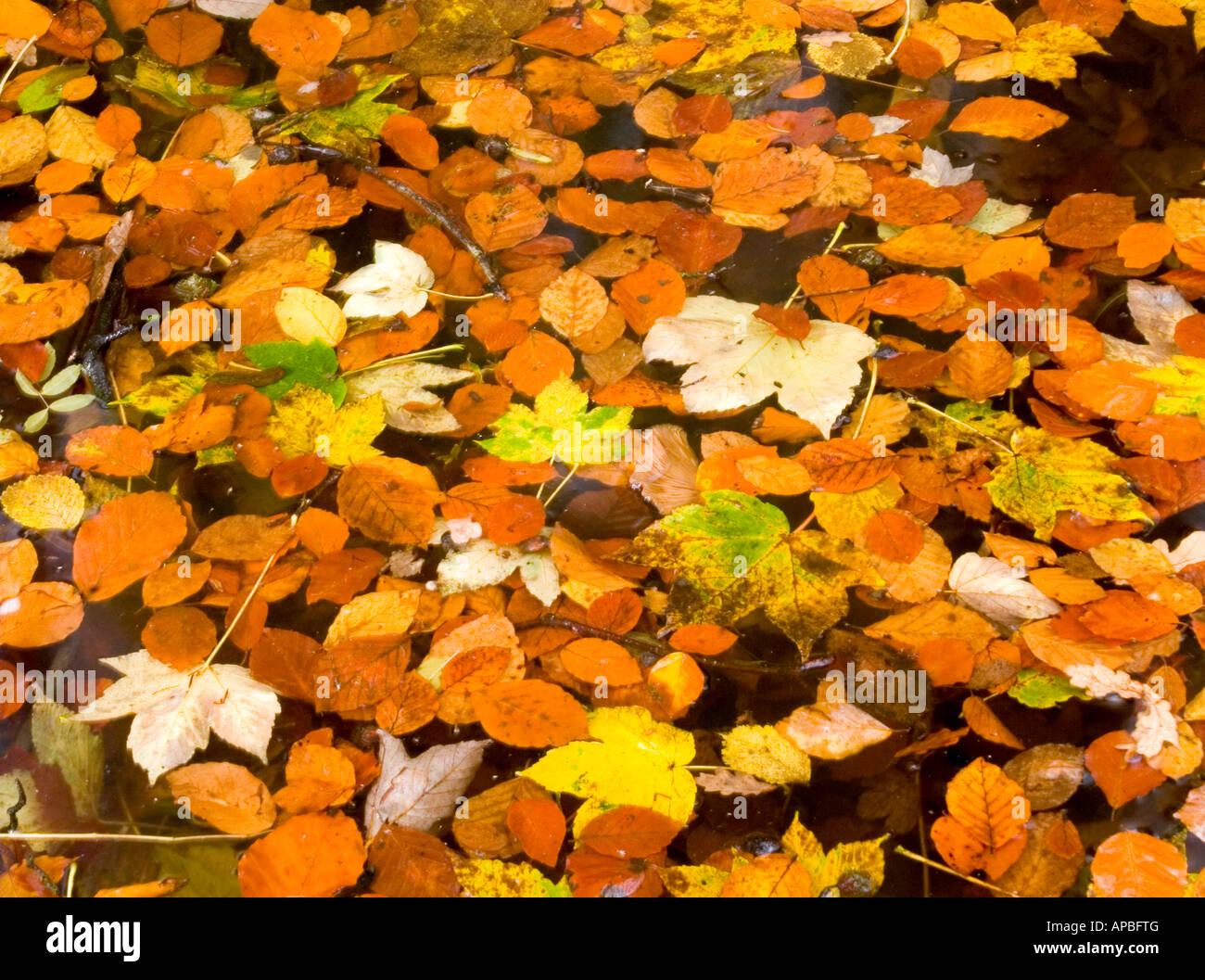 Leaves drift hi-res stock photography and images - Alamy